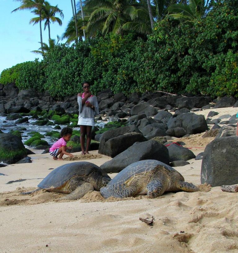 Turtle Beach Oahu | Protected Sea Turtle Sanctuary