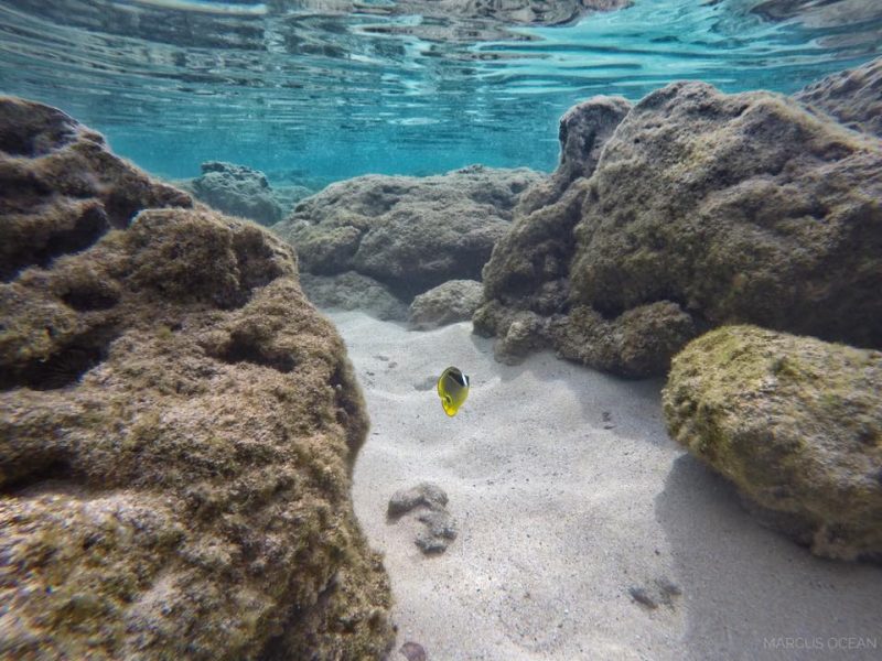 Shark's Cove North Shore | Easiest Place to Snorkel Oahu