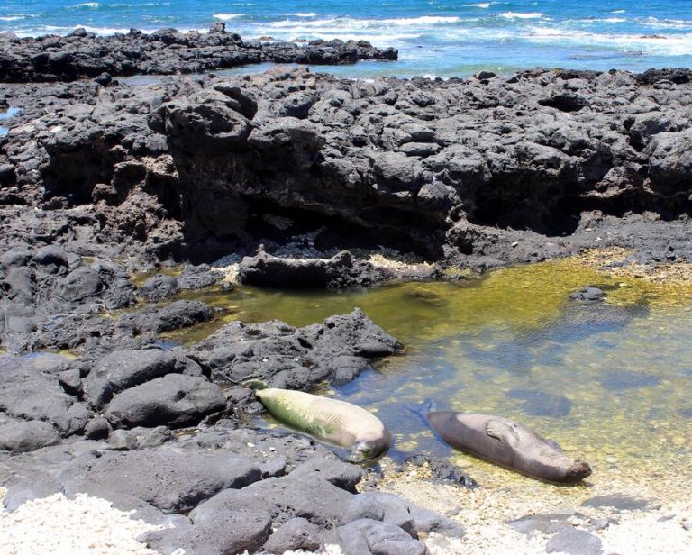 Kaena Point State Park Trail | Best Coastal Hike Oahu
