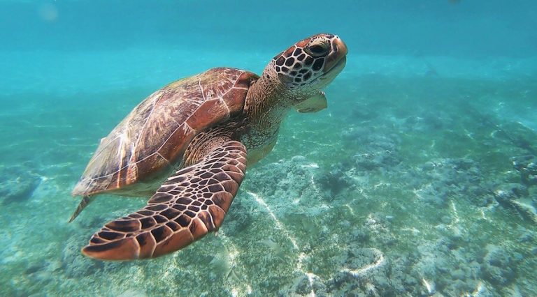 Can You Visit Turtle Bay Resort for the Day?